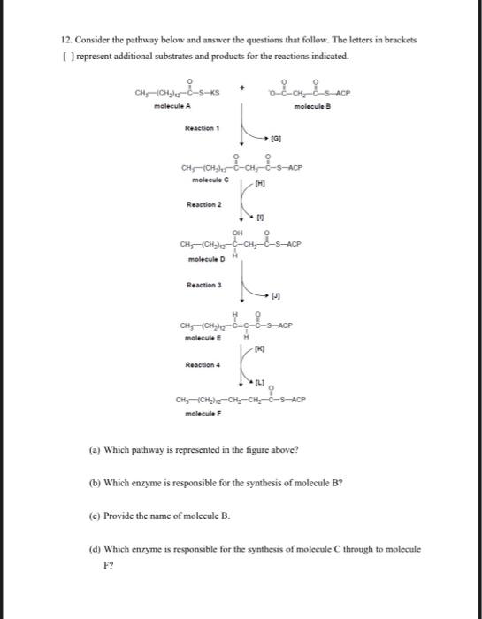 Solved 12. Consider the pathway below and answer the | Chegg.com