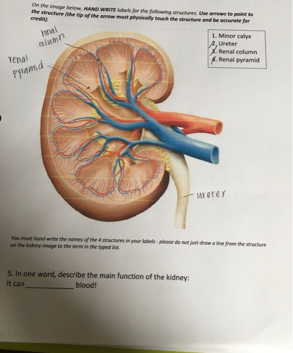 Solved On the image below, HAND WRITE labels for the | Chegg.com