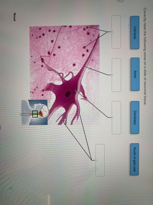 Neuroglial Cells Slide