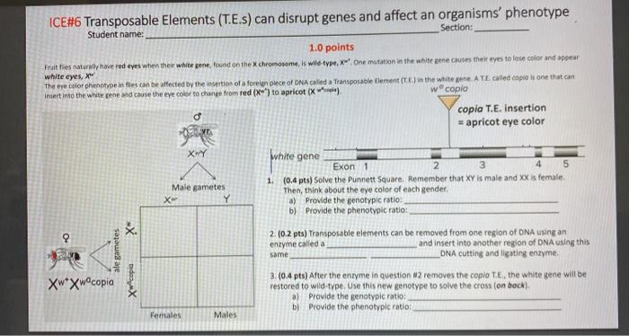 Solved ICE#6 Transposable Elements (T.E.s) can disrupt genes | Chegg.com