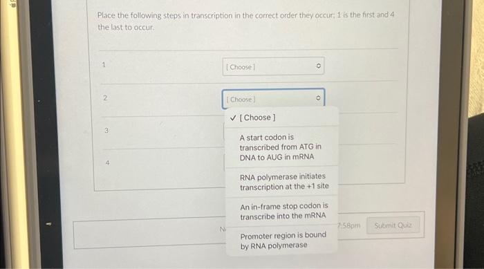 Solved Place the following steps in transcription in the | Chegg.com