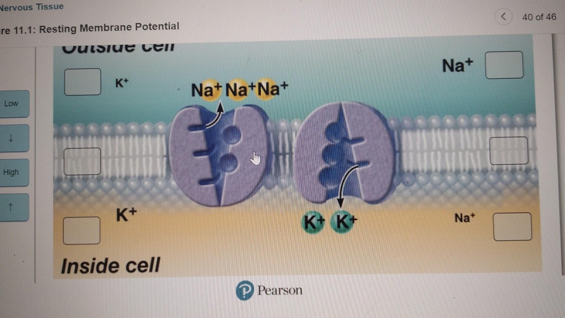 Solved ropagation of an action potential (AP) in an | Chegg.com