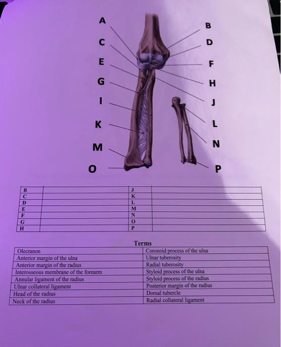 Solved Upper Extremity Anatomy (word banks under answer | Chegg.com