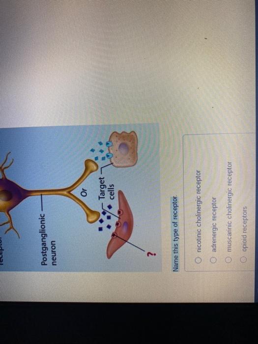 Postganglionic neuron Or Target cells ? Name this | Chegg.com