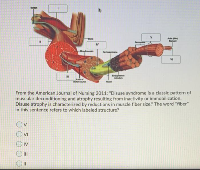Solved From the American Journal of Nursing 2011: "Disuse | Chegg.com