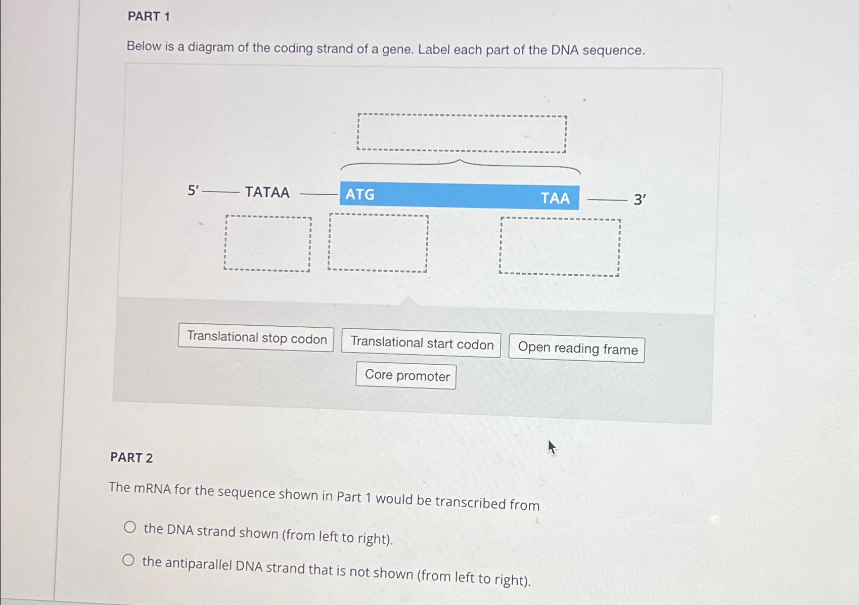 Solved PART 1Below is a diagram of the coding strand of a | Chegg.com