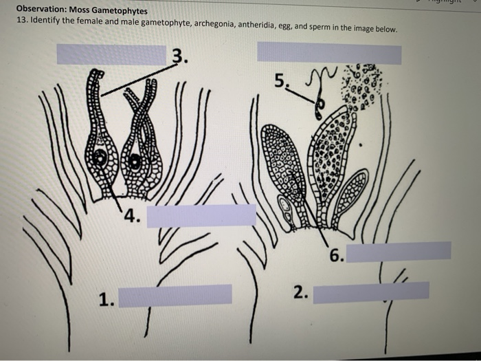 Solved Observation: Moss Gametophytes 13. Identify the | Chegg.com