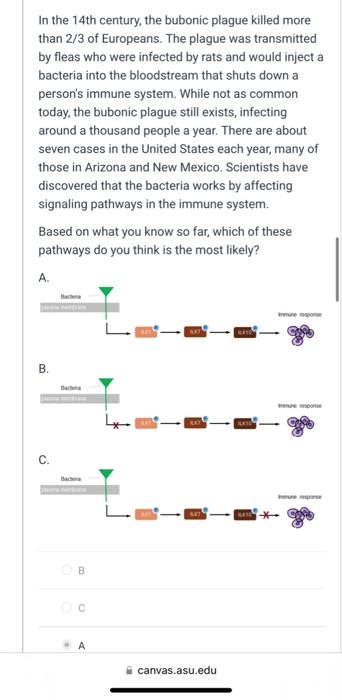 In the 14th century, the bubonic plague killed more | Chegg.com