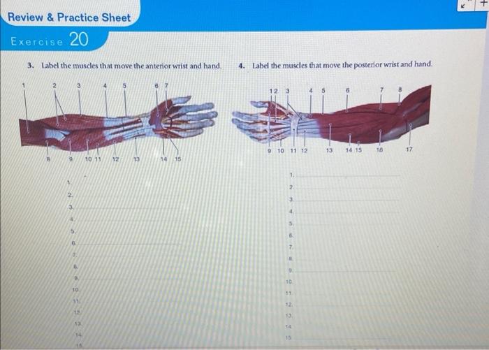 Solved 3. label the muscles that move the anterior wrist and | Chegg.com