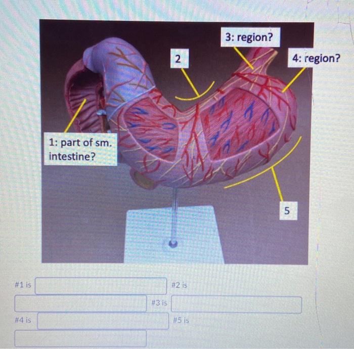 Solved 3: region? 2 4: region? 1: part of sm. intestine? 5 | Chegg.com