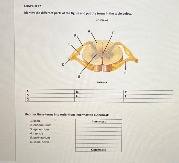 Solved Identify the different parts of the figure and put | Chegg.com