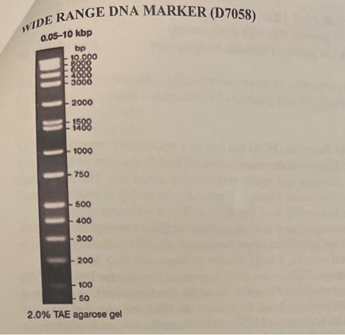 Solved WIDE RANGE DNA MARKER (D7058) 0.05-10 kbp bp 10.000 | Chegg.com