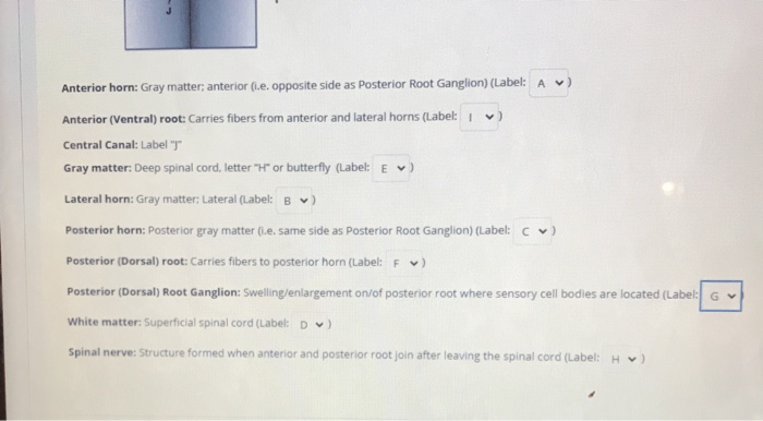 Solved Labeling Pre-Lab: Features of Spinal Cord D G H | Chegg.com