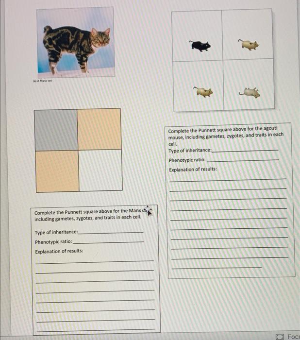 Solved Complete the Punnett square above for the agouti | Chegg.com
