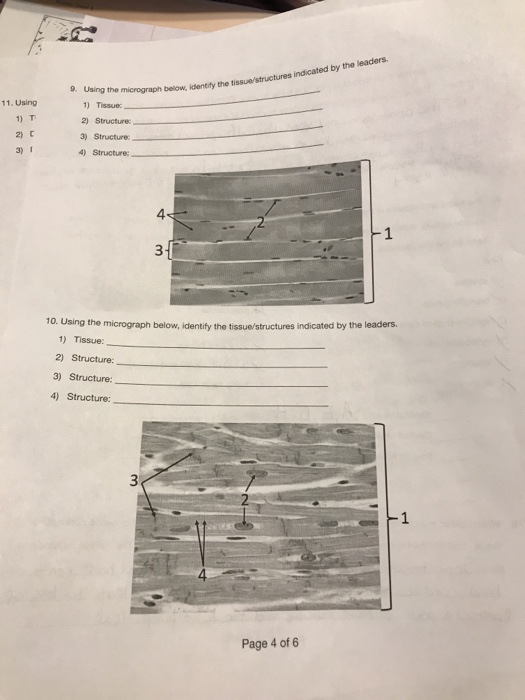 Solved 9. Using the micrograph below, identify the | Chegg.com