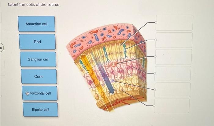 Solved Label the cells of the retina. | Chegg.com