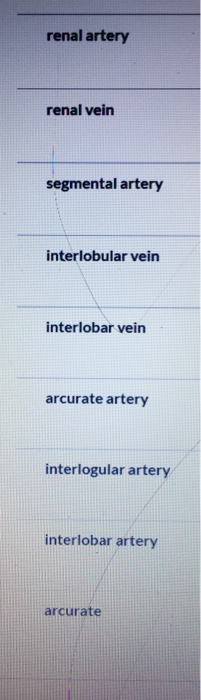 Solved ( 1) renal artery renal vein segmental artery | Chegg.com