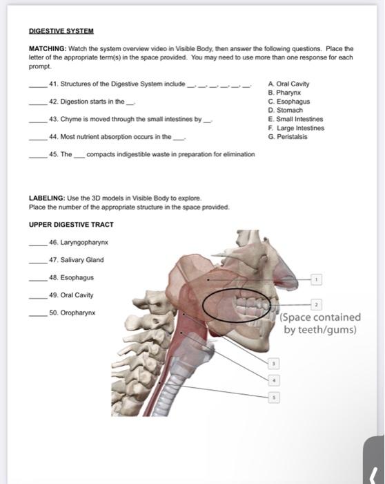 Solved RESPIRATORY SYSTEM MATCHING: Watch the system | Chegg.com