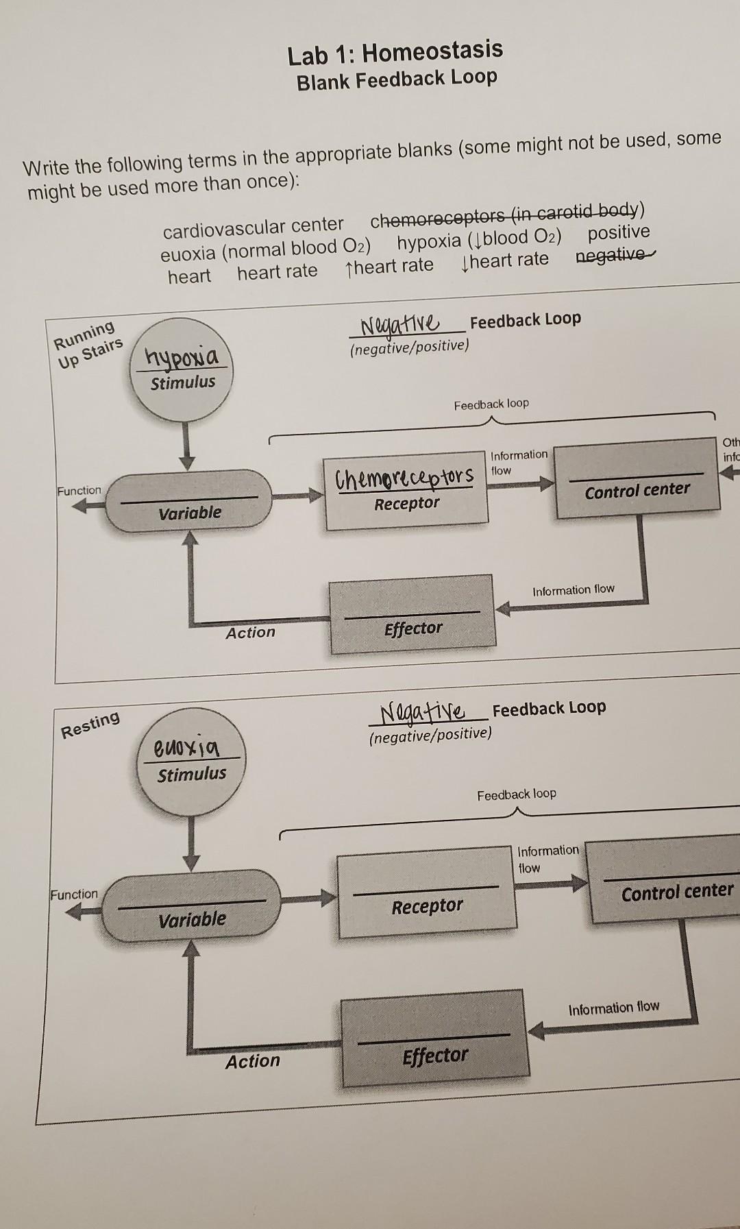 Solved Lab 1: Homeostasis Blank Feedback Loop Write the | Chegg.com