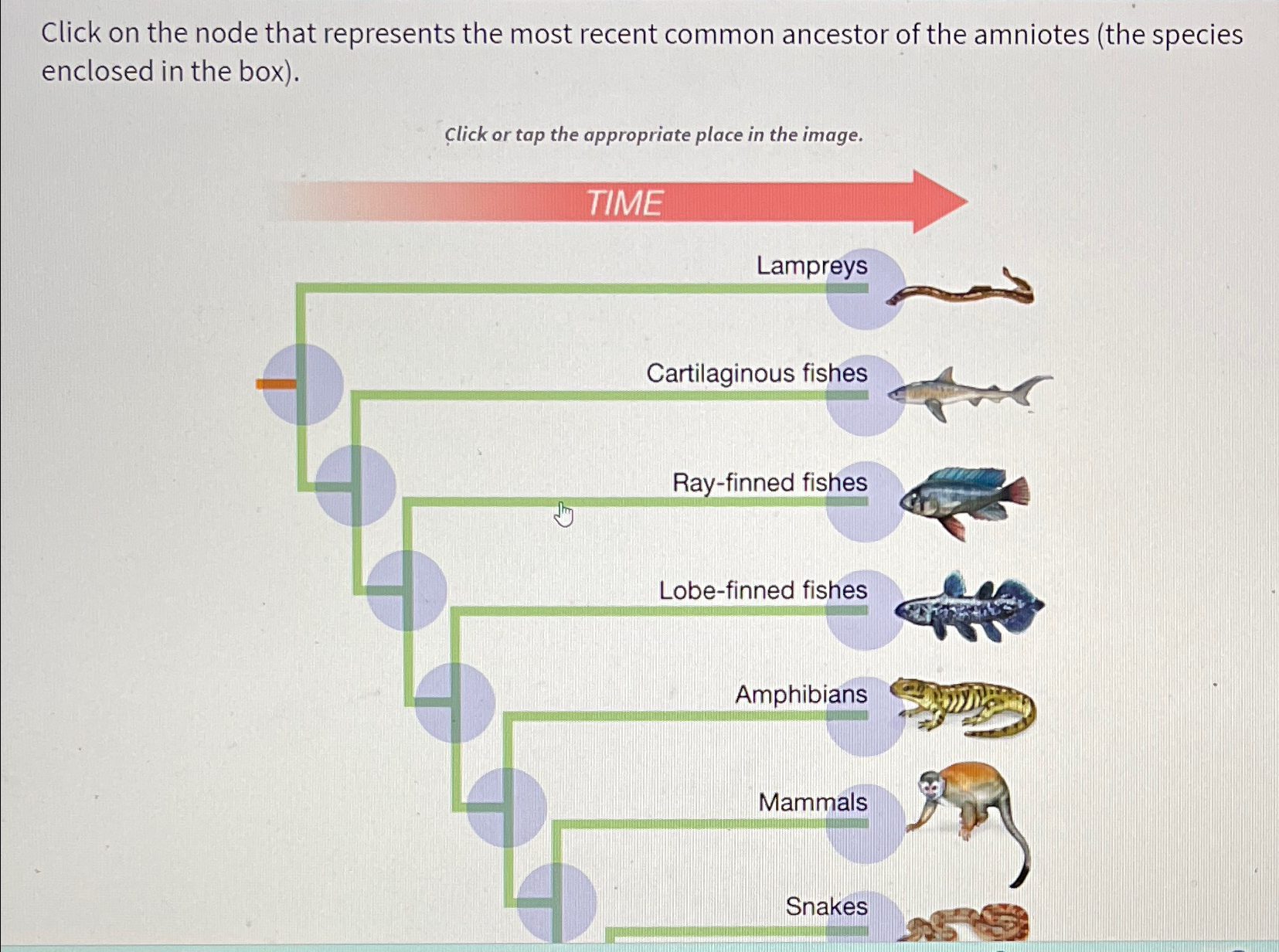 Click on the node that represents the most recent | Chegg.com