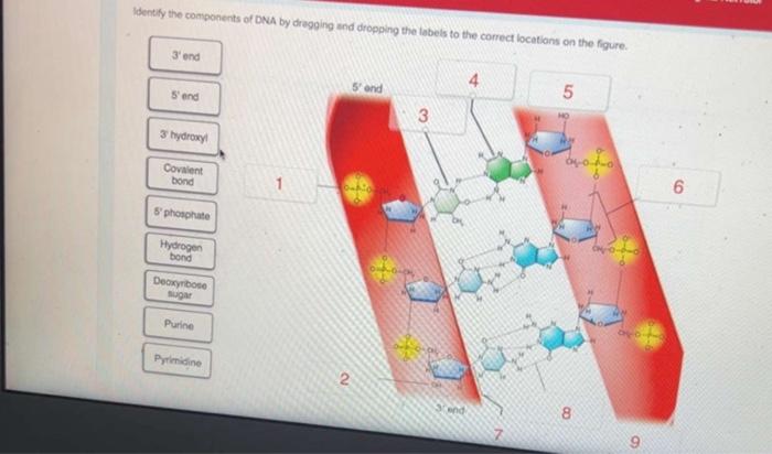 Solved Identify the components of DNA by dragging and | Chegg.com