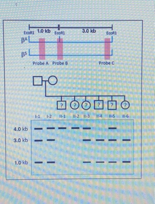 Solved The figure to the right shows a restriction map of | Chegg.com