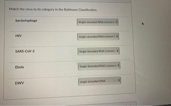 Solved Match the virus to its category in the Baltimore | Chegg.com