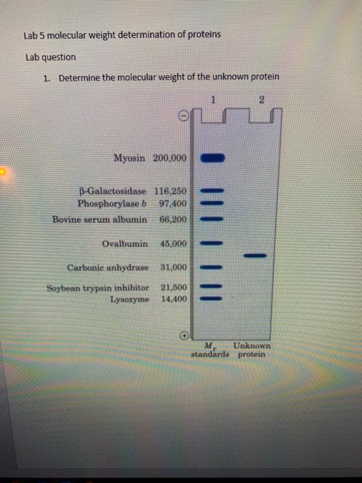 Solved Lab 5 molecular weight determination of proteins Lab | Chegg.com