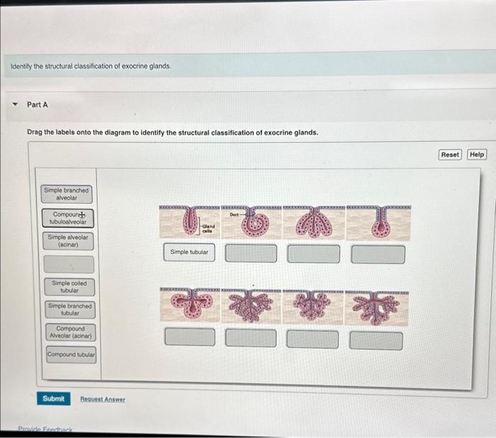 Solved Identify the structural classification of exocrine | Chegg.com