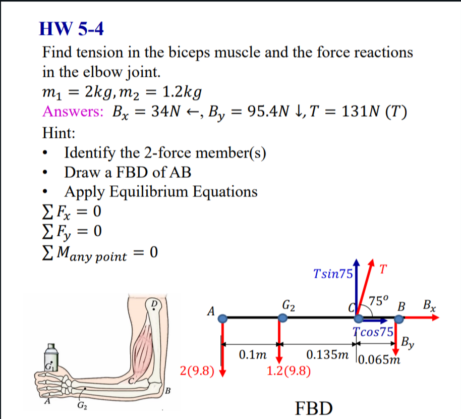Solved Find tension in the biceps muscle and the force | Chegg.com