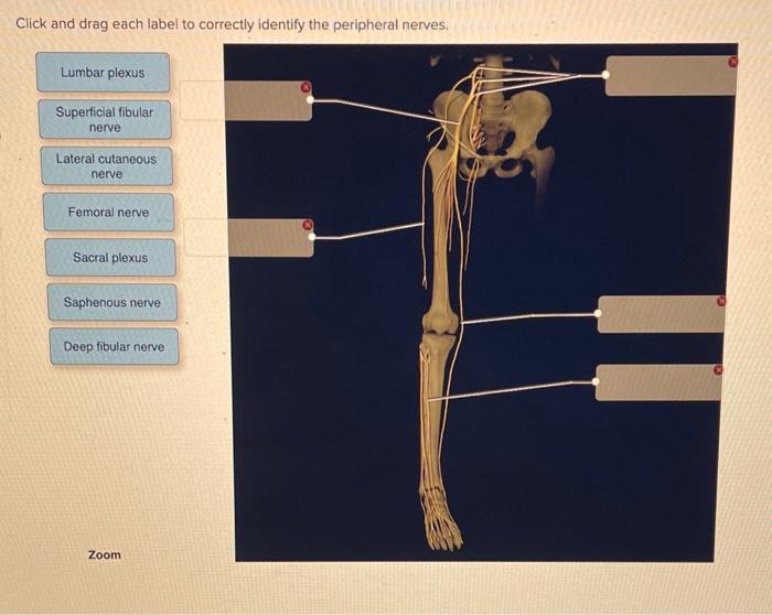 Solved label each box to correctly identify the peripheral | Chegg.com