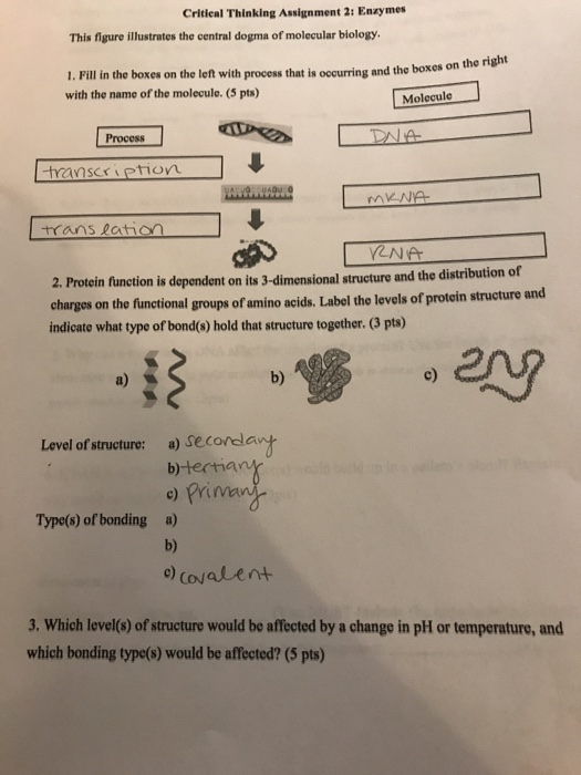Solved Critical Thinking Assignment 2: Enzymes This figure | Chegg.com