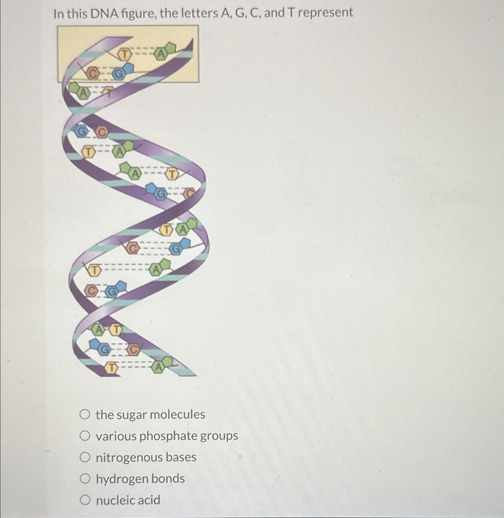 Solved In this DNA figure, the letters A, ﻿G, ﻿C, ﻿and T | Chegg.com