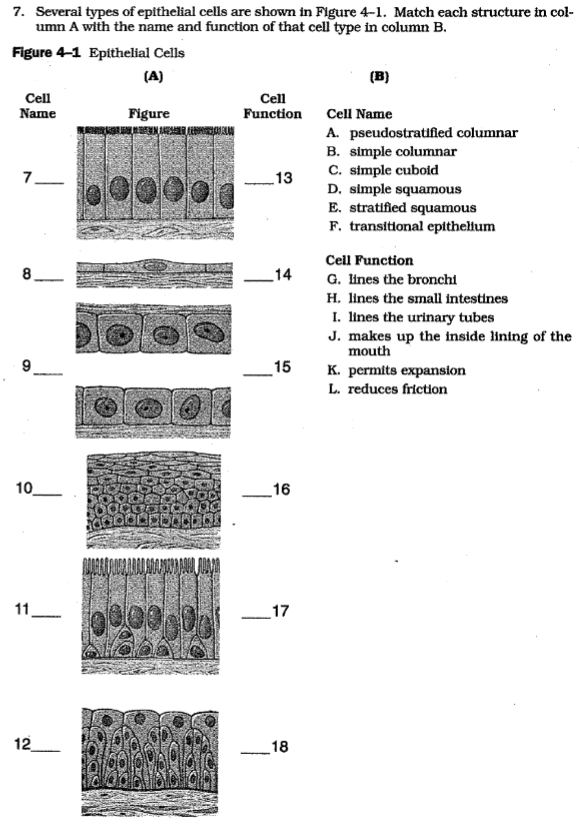 Solved Several types of epithelial cells are shown in Figure | Chegg.com