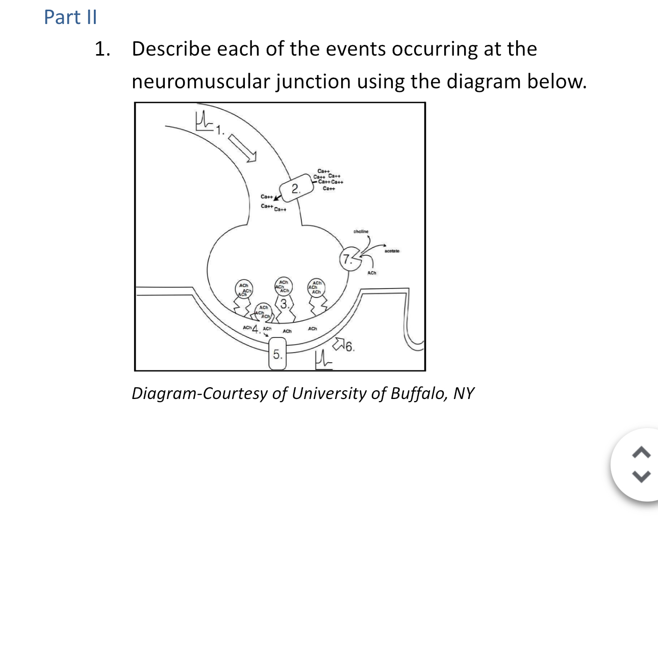 Solved Part IIDescribe each of the events occurring at | Chegg.com