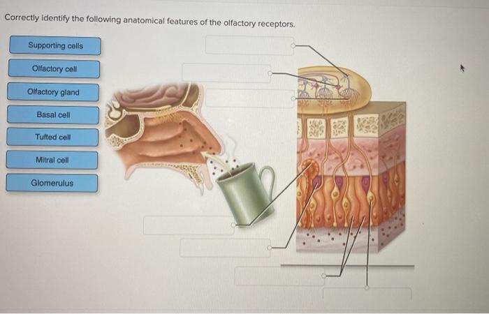 Solved Correctly Identify The Following Anatomical Features Chegg