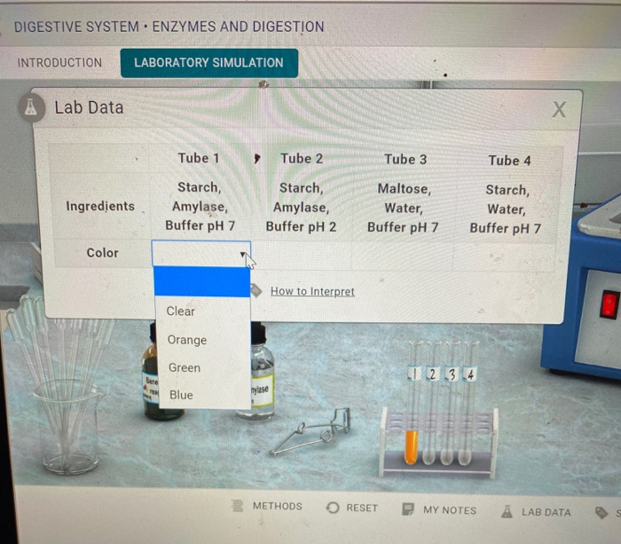 Solved DIGESTIVE SYSTEM - ENZYMES AND DIGESTION INTRODUCTION | Chegg.com