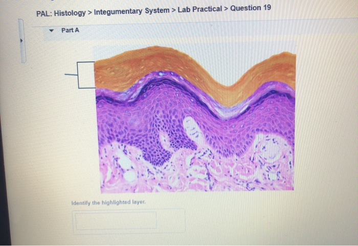 Solved PAL: Histology > Integumentary System > Lab Practical | Chegg.com