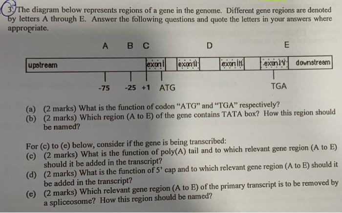 Solved 3 The diagram below represents regions of a gene in | Chegg.com