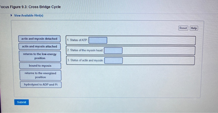 Solved Focus Figure 9.3: Cross Bridge Cycle View Available | Chegg.com
