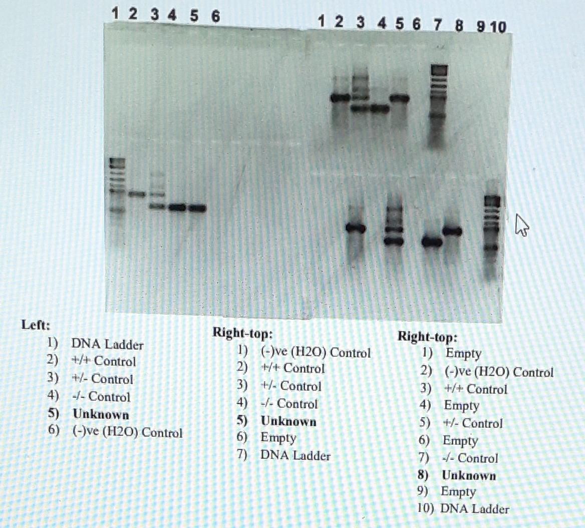 Solved led from Biorad PV92 PCR Informatics Manual, Rev. F) | Chegg.com
