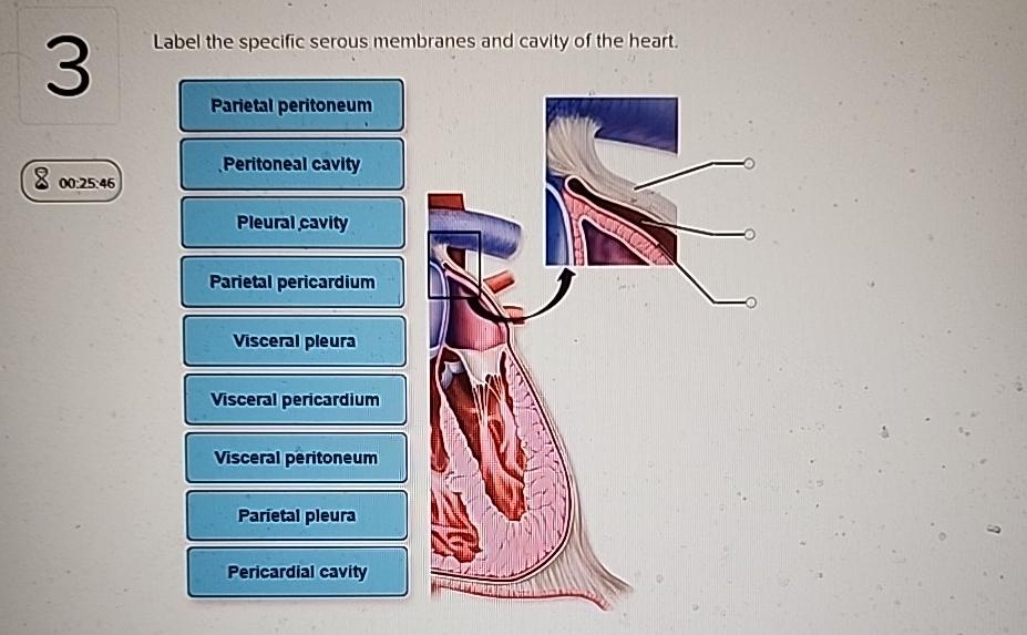 Solved 3 800:25*46Label the specific serous membranes and | Chegg.com