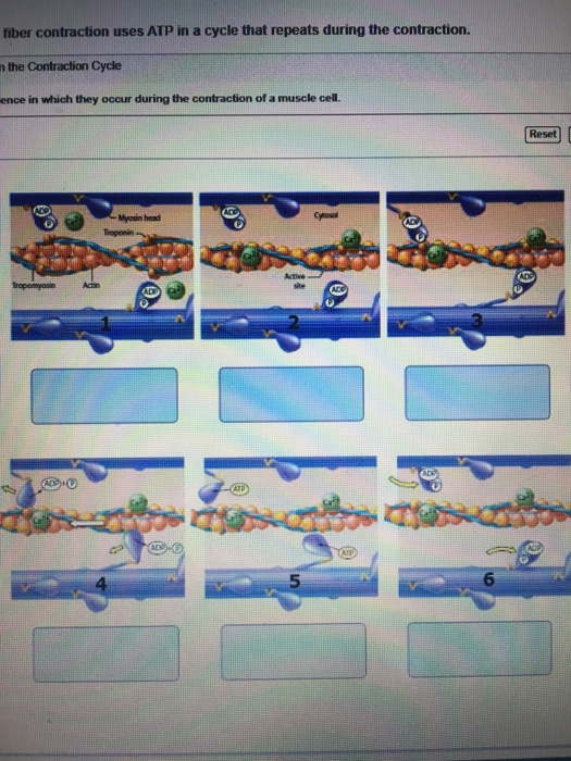 Solved Part D-The Sequence of Events in the Contraction | Chegg.com