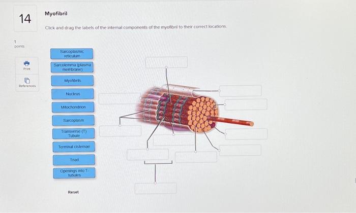 Myotibril Click and drag the labels of the intemal | Chegg.com