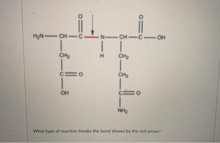 Solved HN-CH-CN-CH-C- ZI CHE CH2 CO CH2 OH c :O NH2 What | Chegg.com