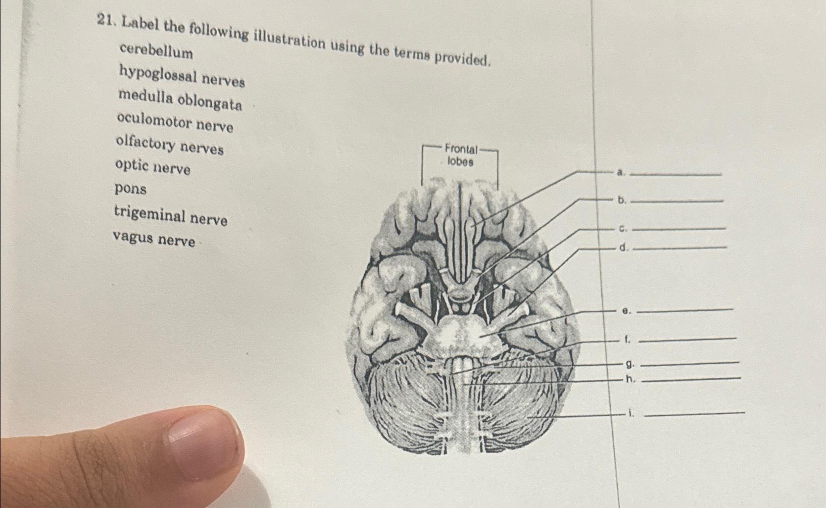 Solved Label the following illustration using the terms | Chegg.com