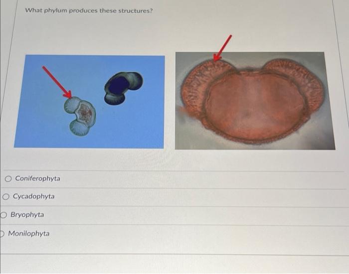 Solved What phylum produces these structures? Coniferophyta | Chegg.com
