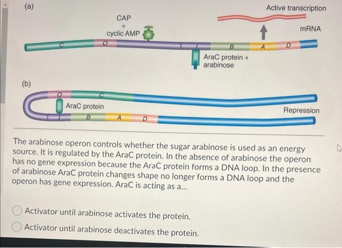 The arabinose operon controls whether the sugar | Chegg.com