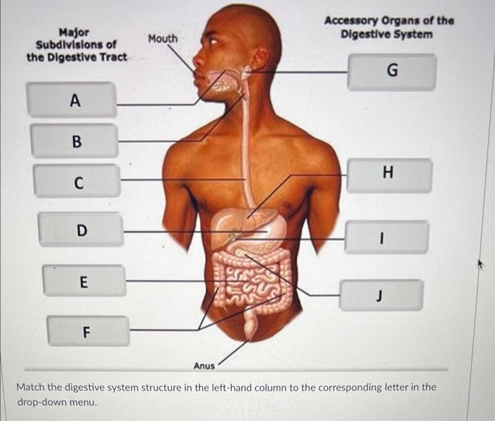 drop-down menu. Match the digestive system structure | Chegg.com