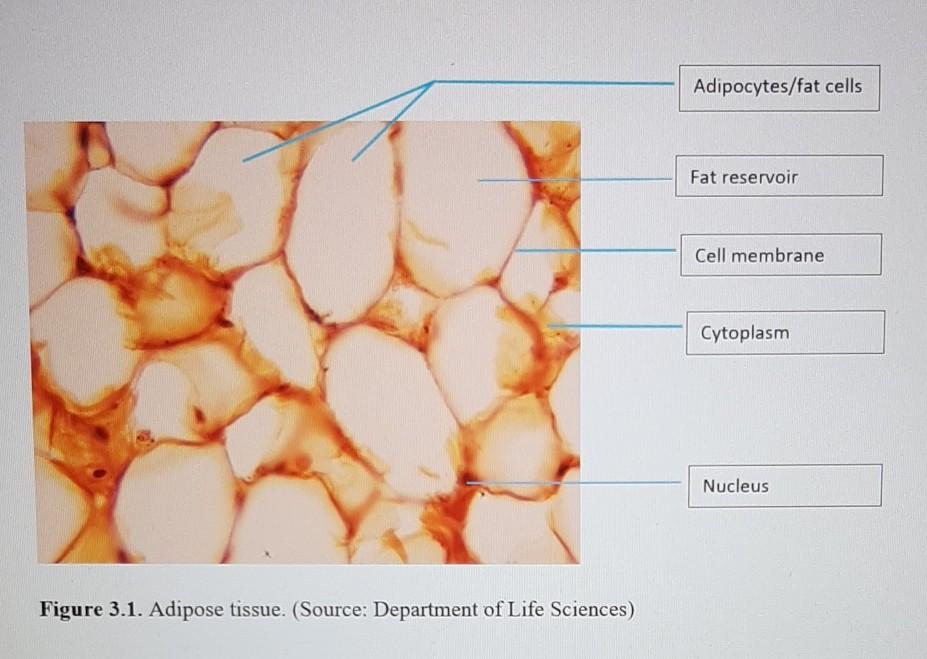 Solved annotate to describe the features that distinguish | Chegg.com